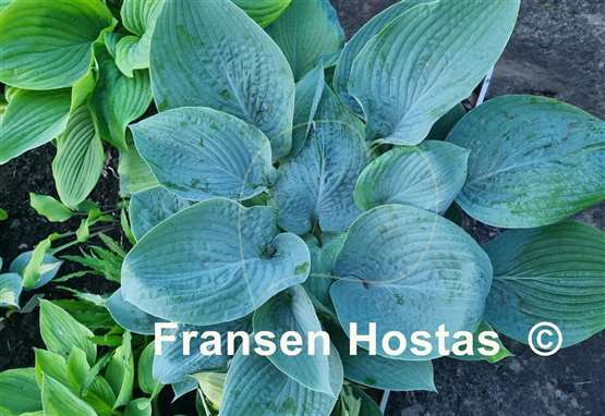 Hosta Gentle Giant - Fransen Hostas